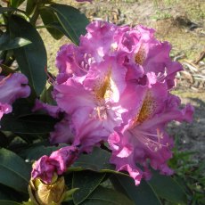 Specimen Hardy Hybrid Rhododendron - Buy Hedging Rhododendrons ...