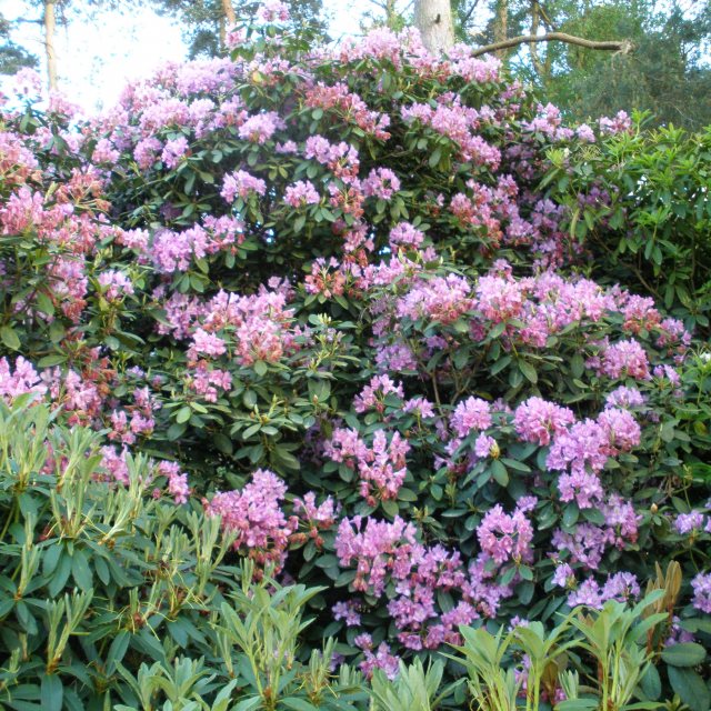 Rhododendron Fastuosum Flore Pleno - Buy Fastuosum Rhododendrons ...