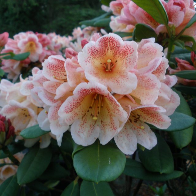 Rhododendron Firelight - Buy Firelight Rhododendrons Online - Millais ...