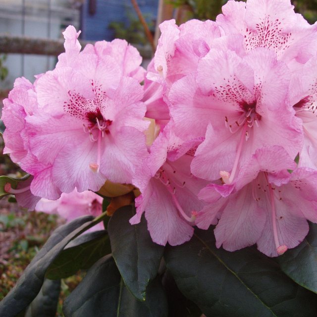 Rhododendron Fulbrook - Buy Fulbrook Rhododendrons Online - Millais ...