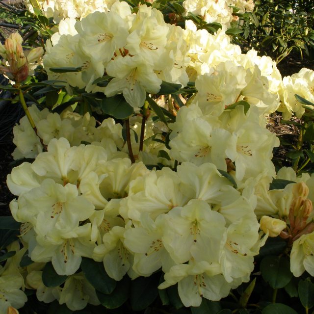 Rhododendron Goldinetta - Buy Goldinetta Rhododendrons online - Millais ...