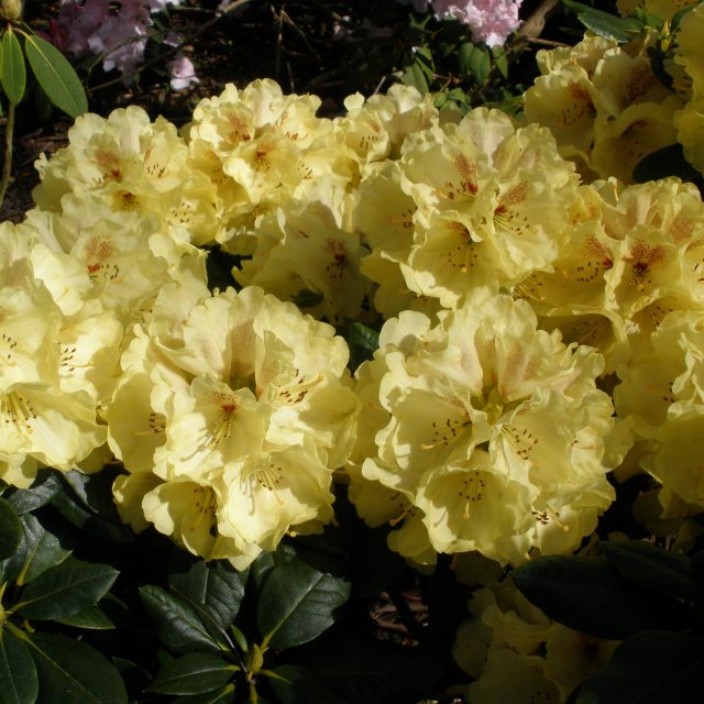 Rhododendron Goldprinz Inkarho - Buy Goldprinz Inkarho Rhododendrons ...