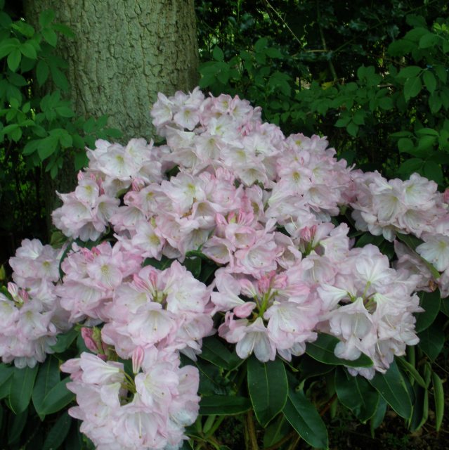 Rhododendron Lavender Girl - Buy Lavender Girl Rhododendrons Online ...