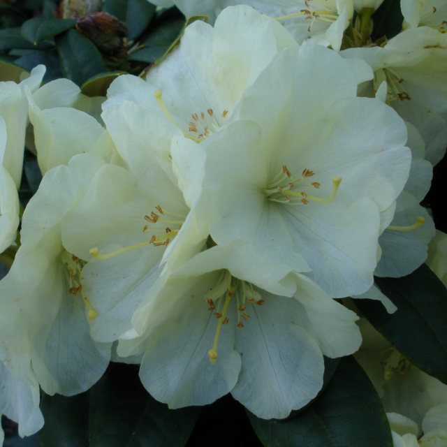 Lemon Dream Rhododendron - Buy Lemon Dream yakushimanums online ...