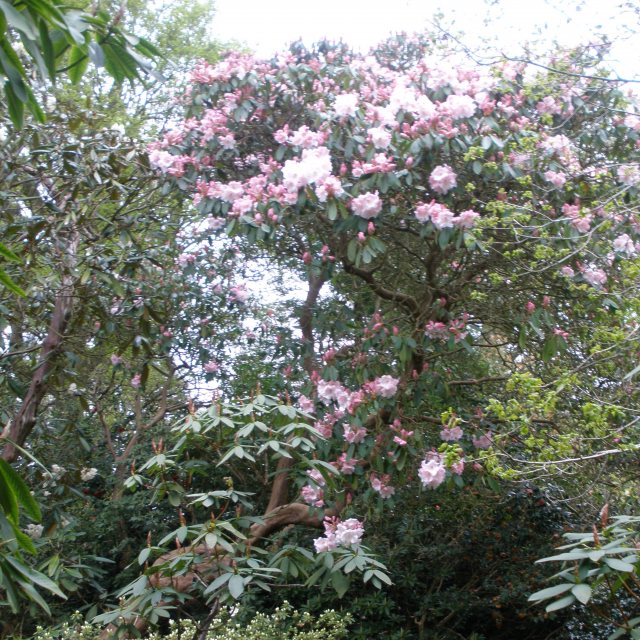 Rhododendron Loderi Pink Coral - Buy Loderi Pink Coral Rhododendrons ...