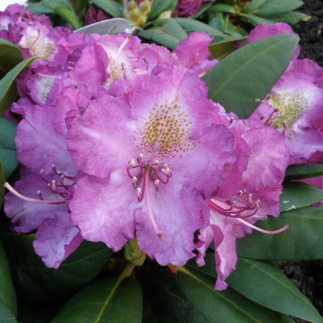 Rhododendron Lupinenberg Laguna - Compact Rhododendrons - Millais Nurseries