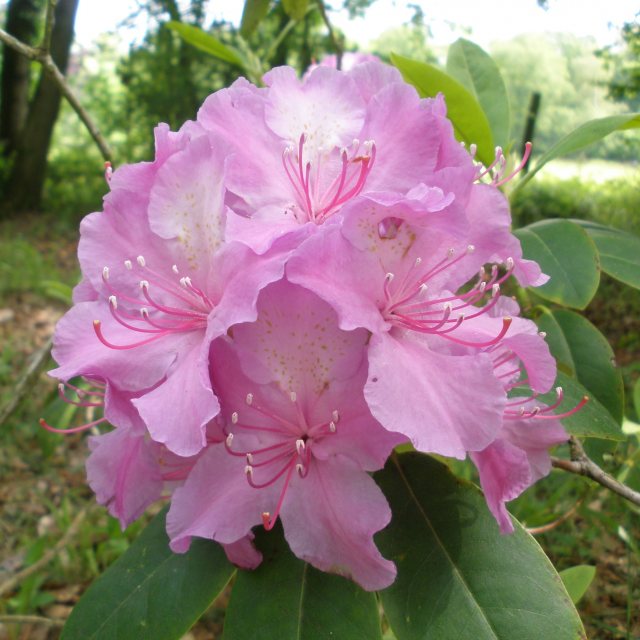 Rhododendron Mrs Davies Evans - Tall Hybrid Rhododendrons - Millais ...