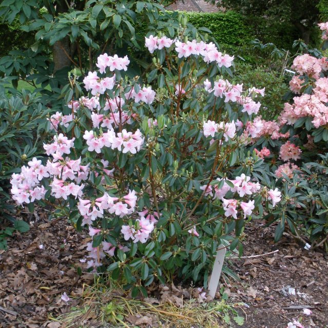 Rhododendron Pink Gin - Buy Pink Gin Rhododendrons online - Millais ...