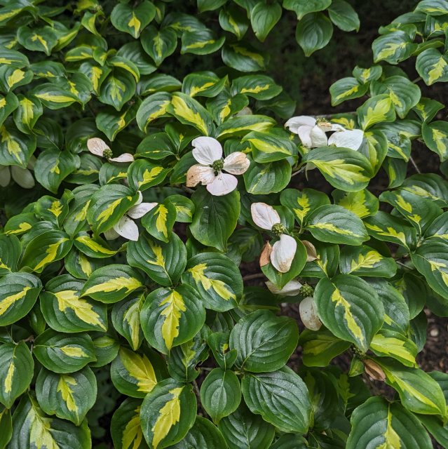 Cornus kousa 'Gold Star' - Choice Plants - Millais Nurseries