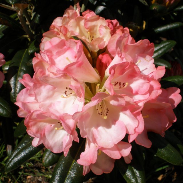 Silver Skies Rhododendron - Buy Silver Skies yakushimanum Rhododendrons ...