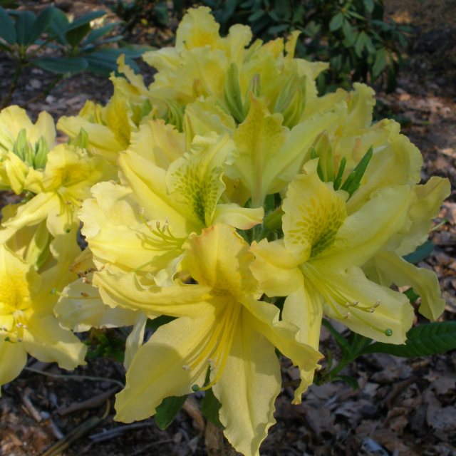 Deciduous Azalea April Showers - Buy April Showers Rhododendrons online ...