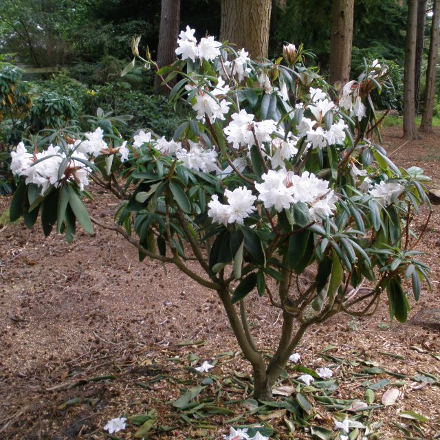 Rhododendron glanduliferum 'Peter the Great' - Species Rhododendrons ...
