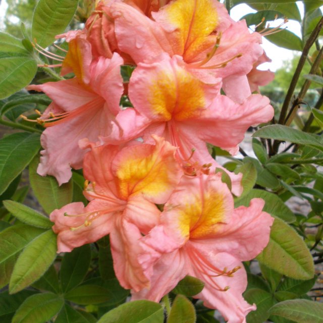 Berryrose Deciduous Azalea - Buy Berryrose Rhododendrons AGM online ...