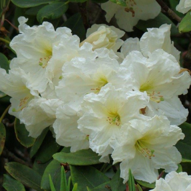 Rhododendron Olivia - Tall Hybrid Rhododendrons - Millais Nurseries