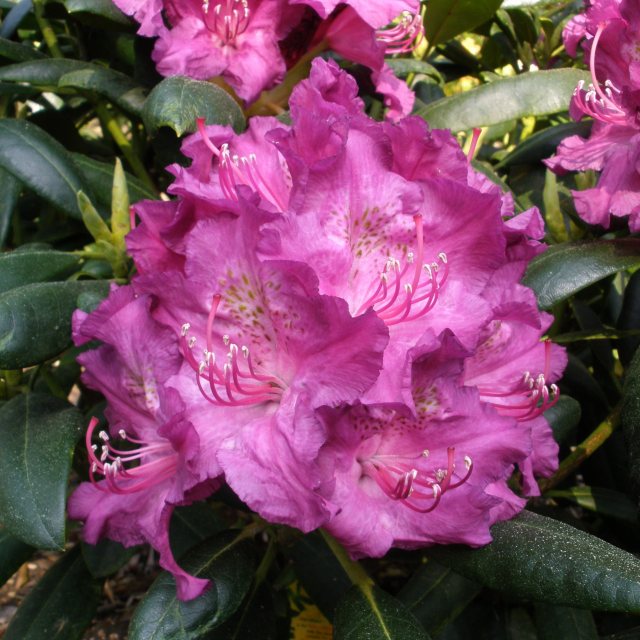 Rhododendron Lupinenberg STANDARD - Standards - Millais Nurseries
