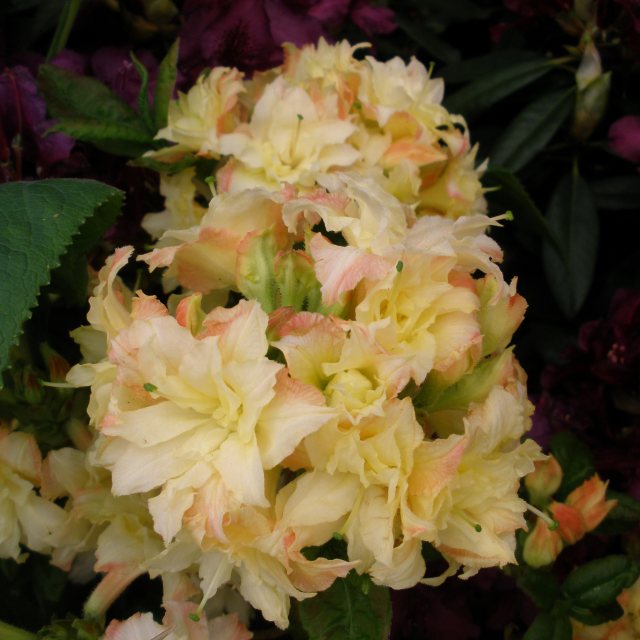 Cannon's Double Deciduous Azalea - Buy Rhododendron Cannon's Double ...