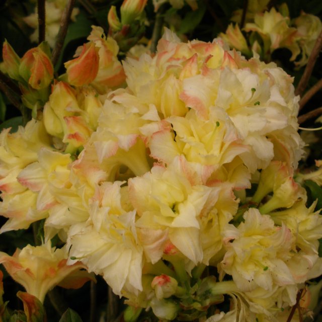 Cannon's Double Deciduous Azalea - Buy Rhododendron Cannon's Double ...