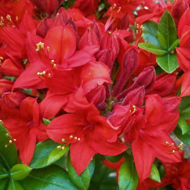 Crosswater Red Deciduous Azalea - Buy Rhododendron Crosswater Red ...
