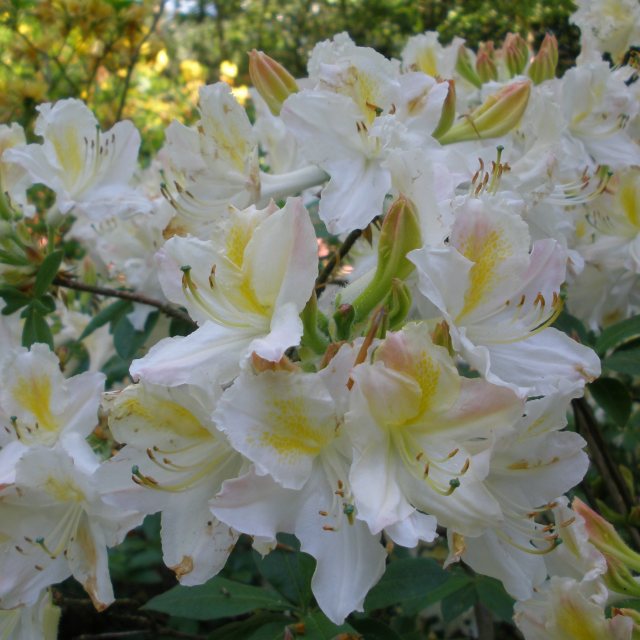 Daviesii Deciduous Azalea - Buy Rhododendron Daviesii AGM online ...