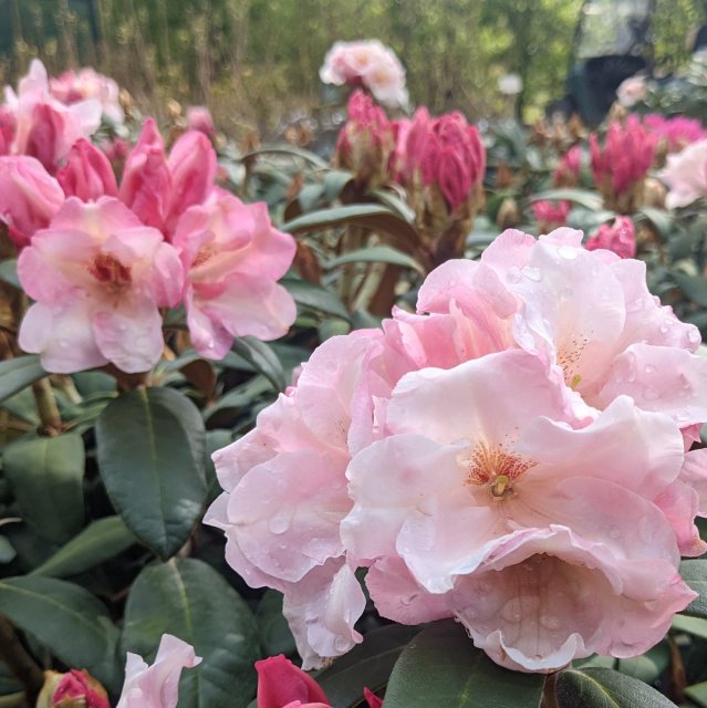 Rhododendron Silver Copper - Compact Rhododendrons - Millais Nurseries