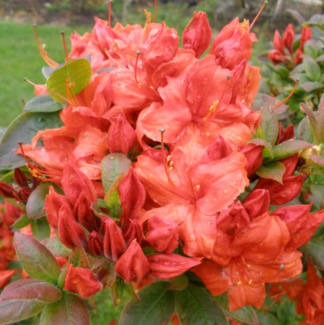 Fireball Deciduous Azalea - Buy Rhododendron Fireball AGM online ...