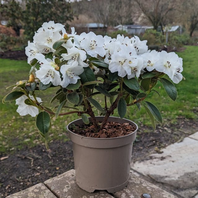 Dwarf Rhododendron Snow Lady - Dwarf Rhododendrons - Millais Nurseries