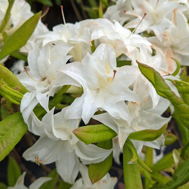 Deciduous Azalea Snow's Head - Deciduous Azaleas - Millais Nurseries