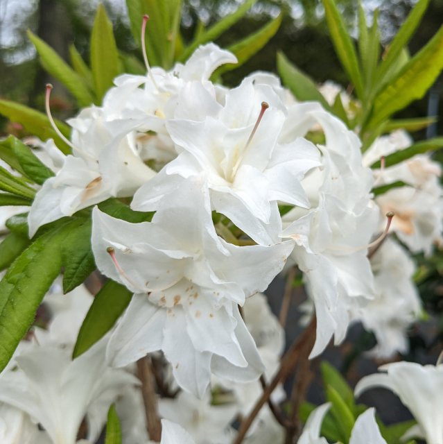 Deciduous Azalea Snow's Head - Deciduous Azaleas - Millais Nurseries
