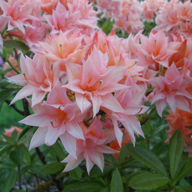 Freya Deciduous Azalea - Buy Rhododendron Freya online - Millais Nurseries
