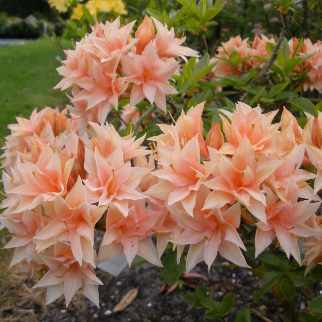 Freya Deciduous Azalea - Buy Rhododendron Freya online - Millais Nurseries