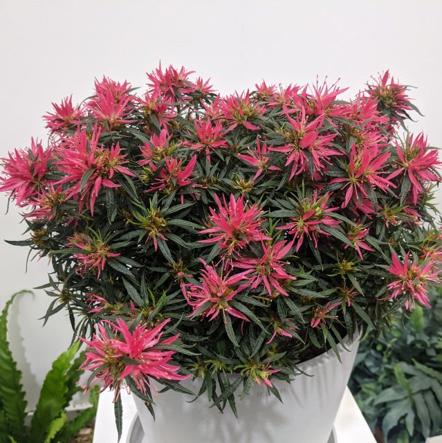 Evergreen Azalea 'Star Style' Pink - Evergreen Azaleas - Millais Nurseries