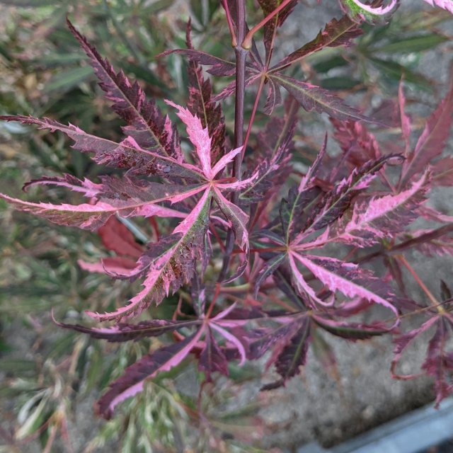 Acer palmatum 'Extravaganza' - Acers - Millais Nurseries