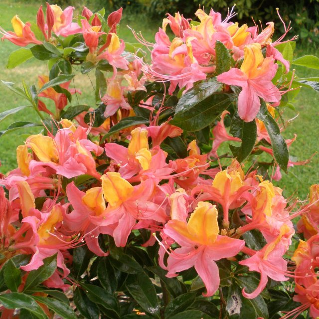 Fruit Salad Deciduous Azalea - Buy Rhododendron Fruit Salad online ...
