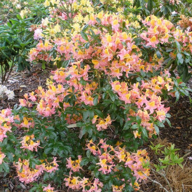 Fruit Salad Deciduous Azalea - Buy Rhododendron Fruit Salad online ...