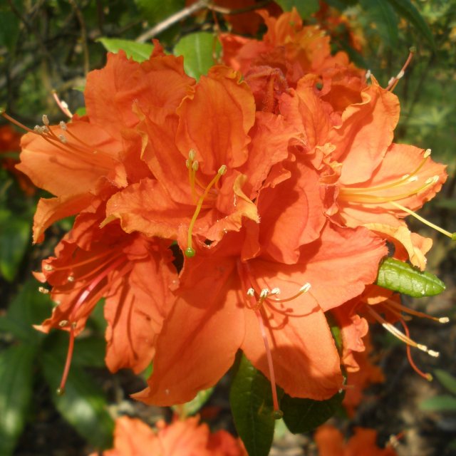 Gibraltar Deciduous Azalea - Buy Rhododendron Gibraltar AGM online ...