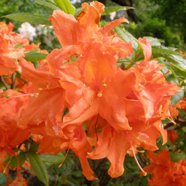 Gibraltar Deciduous Azalea - Buy Rhododendron Gibraltar AGM online ...