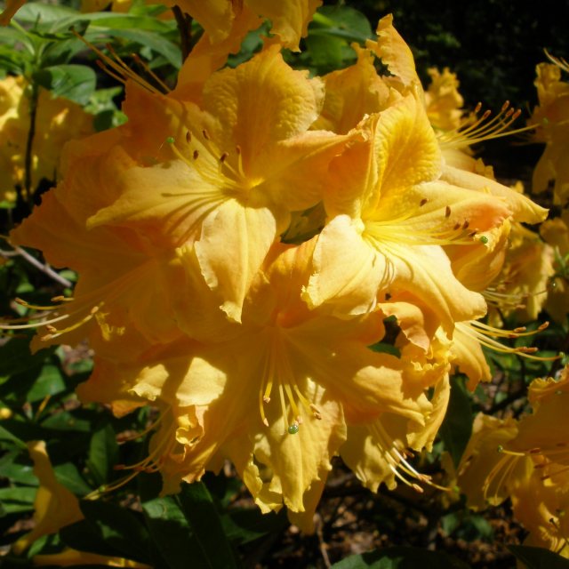 Golden Eagle Deciduous Azalea - Buy Rhododendron Golden Eagle online ...