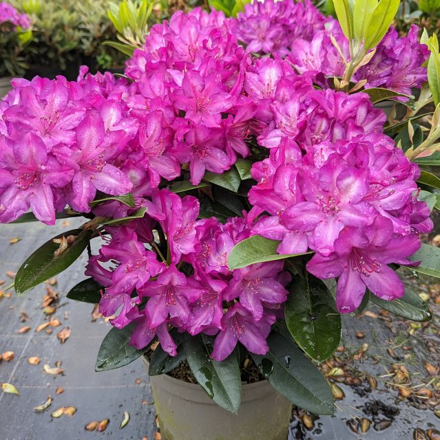 Rhododendron Blue Print - Compact Rhododendrons - Millais Nurseries