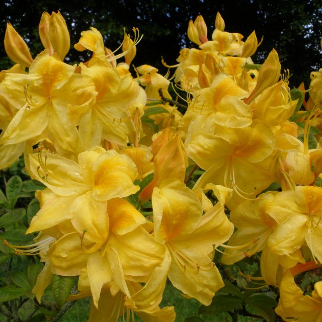 Golden Sunset Deciduous Azalea - Buy Rhododendron Golden Sunset online ...