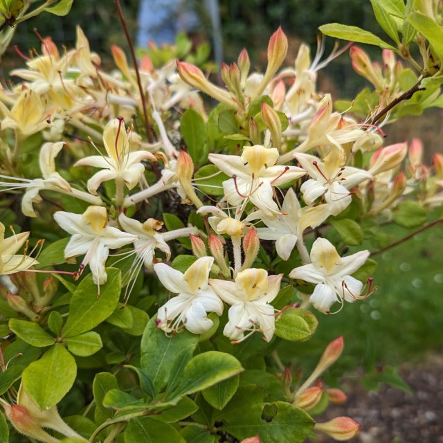 Deciduous Azalea viscosum 'Weston's Lemon Drop' - Deciduous Azaleas ...