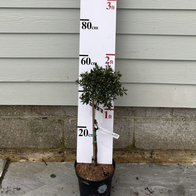 Rhododendron Bloombux INKARHO - Millais Nurseries