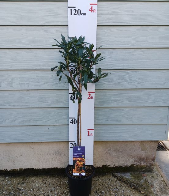 Gibraltar Deciduous Azalea - Buy Rhododendron Gibraltar AGM online ...