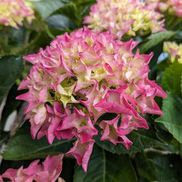 Hydrangea macrophylla 'Forever & Ever' Pink - Companion Plants ...