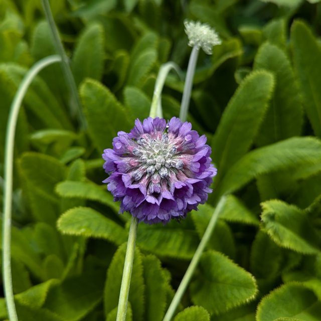 Primula capitata - Companion Plants - Millais Nurseries