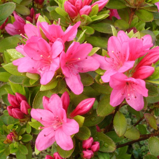 Evergreen Azalea Geisha Pink - Evergreen Azaleas - Millais Nurseries