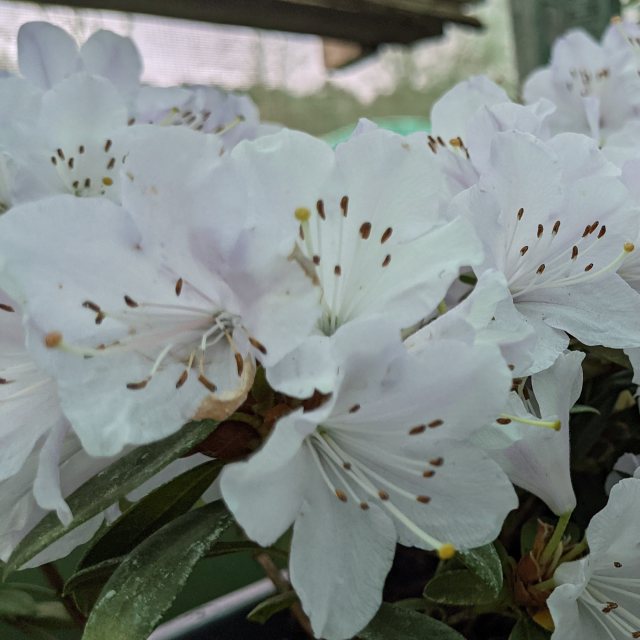 Dwarf Rhododendron Phalarope - Dwarf Rhododendrons - Millais Nurseries