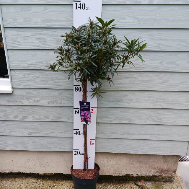 Rhododendron Graziella - Buy Graziella Rhododendrons Online - Millais ...