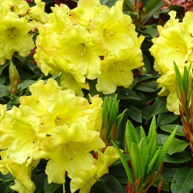 Rhododendron Junigold - Tall Hybrid Rhododendrons - Millais Nurseries