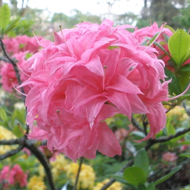 Homebush Deciduous Azalea - Buy Rhododendron Homebush AGM online ...