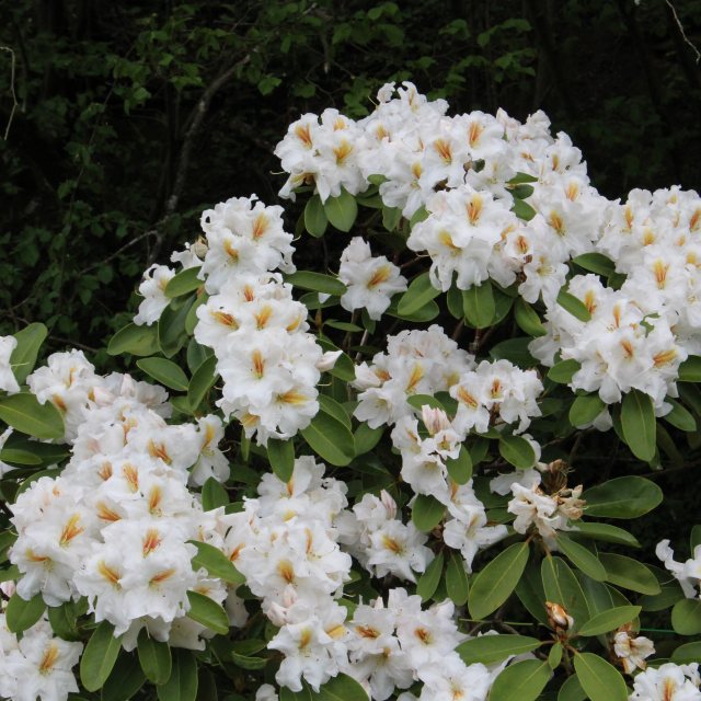 Rhododendron White Gold - Tall Hybrid Rhododendrons - Millais Nurseries